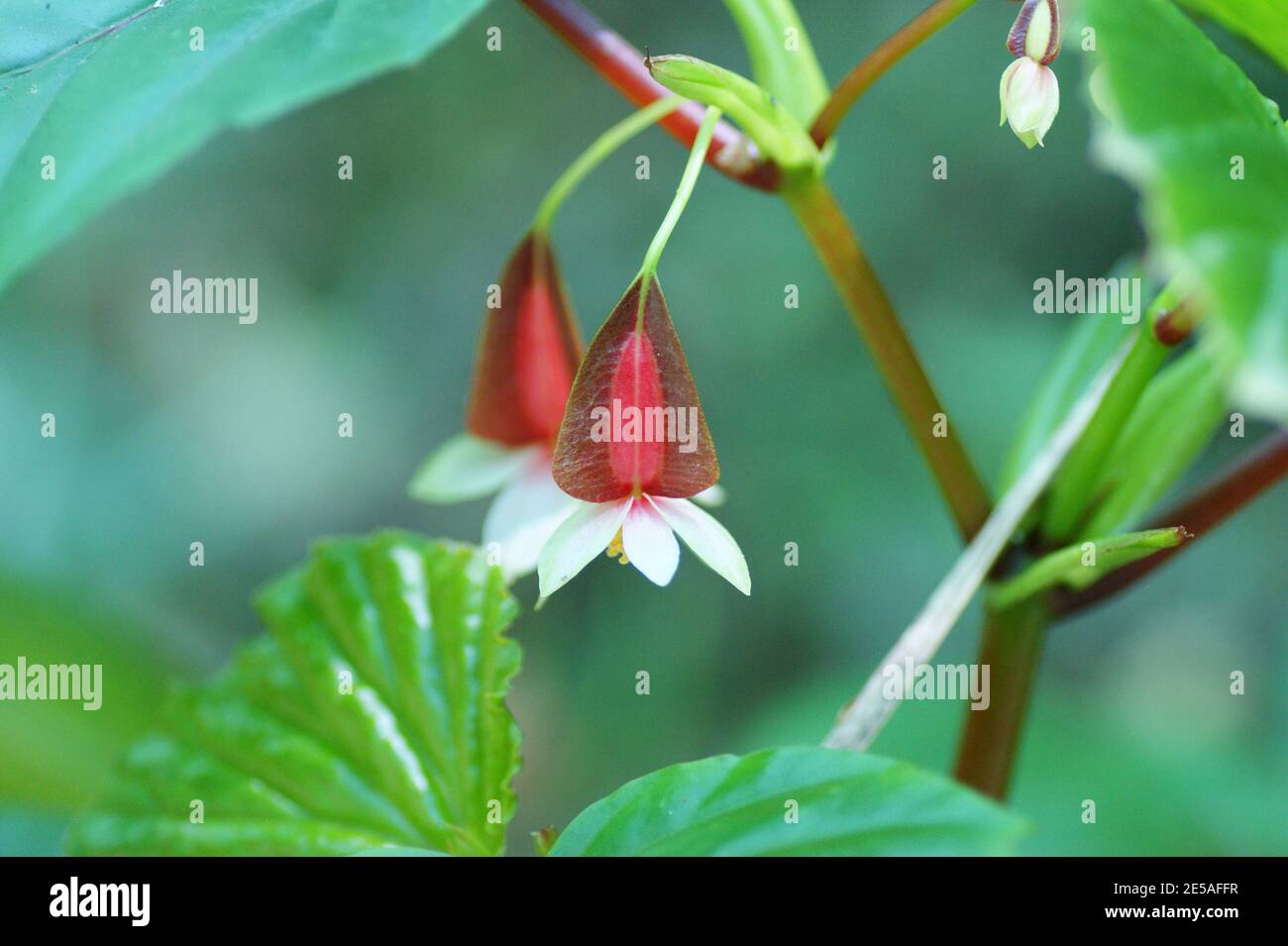 Begonia in the Borneo rainforest, on Mount Kinabalu. Rain forest plant ...