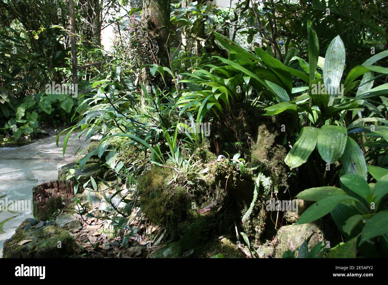 Endemic orchids in Mount Kinabalu Botanical Garden. Rain forest plant ...