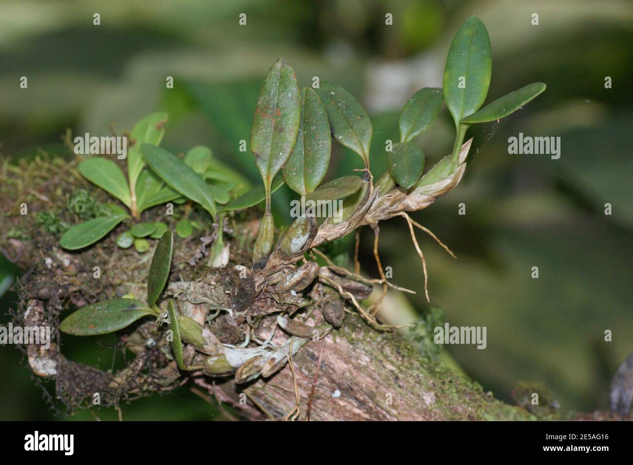 Endemic orchids in Mount Kinabalu Botanical Garden. Rain forest plant ...