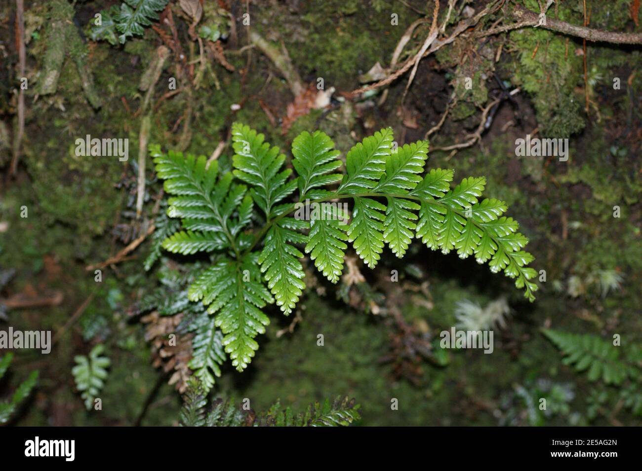 Fern leaf close up. Rain forest plant. Kinabalu Park, Sabah, Malaysia ...