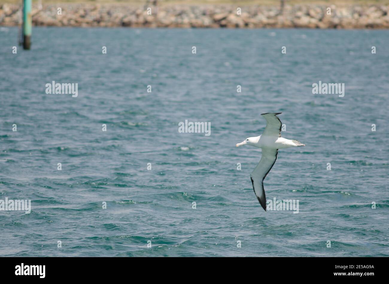 Taiaroa head nature reserve albatross hi-res stock photography and ...