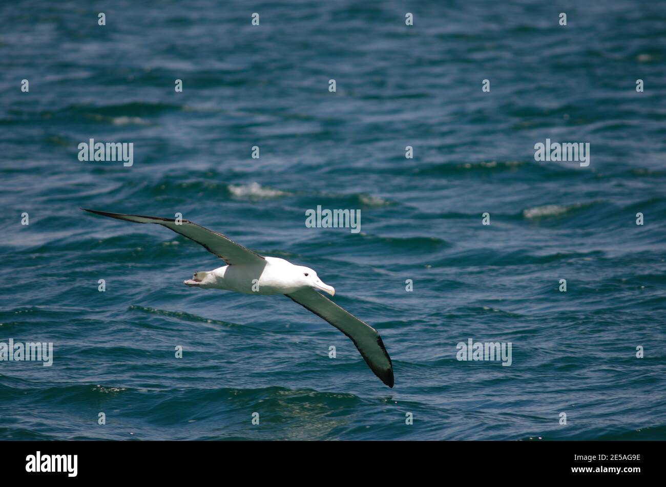 Taiaroa head nature reserve albatross hi-res stock photography and ...