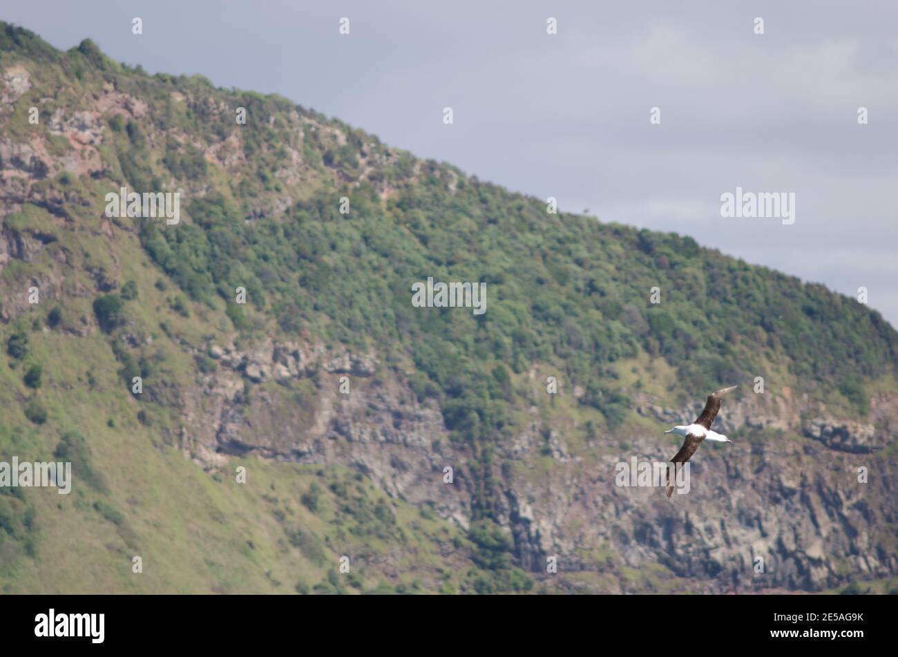 Northern royal albatross Diomedea sandfordi in flight. Taiaroa Head ...