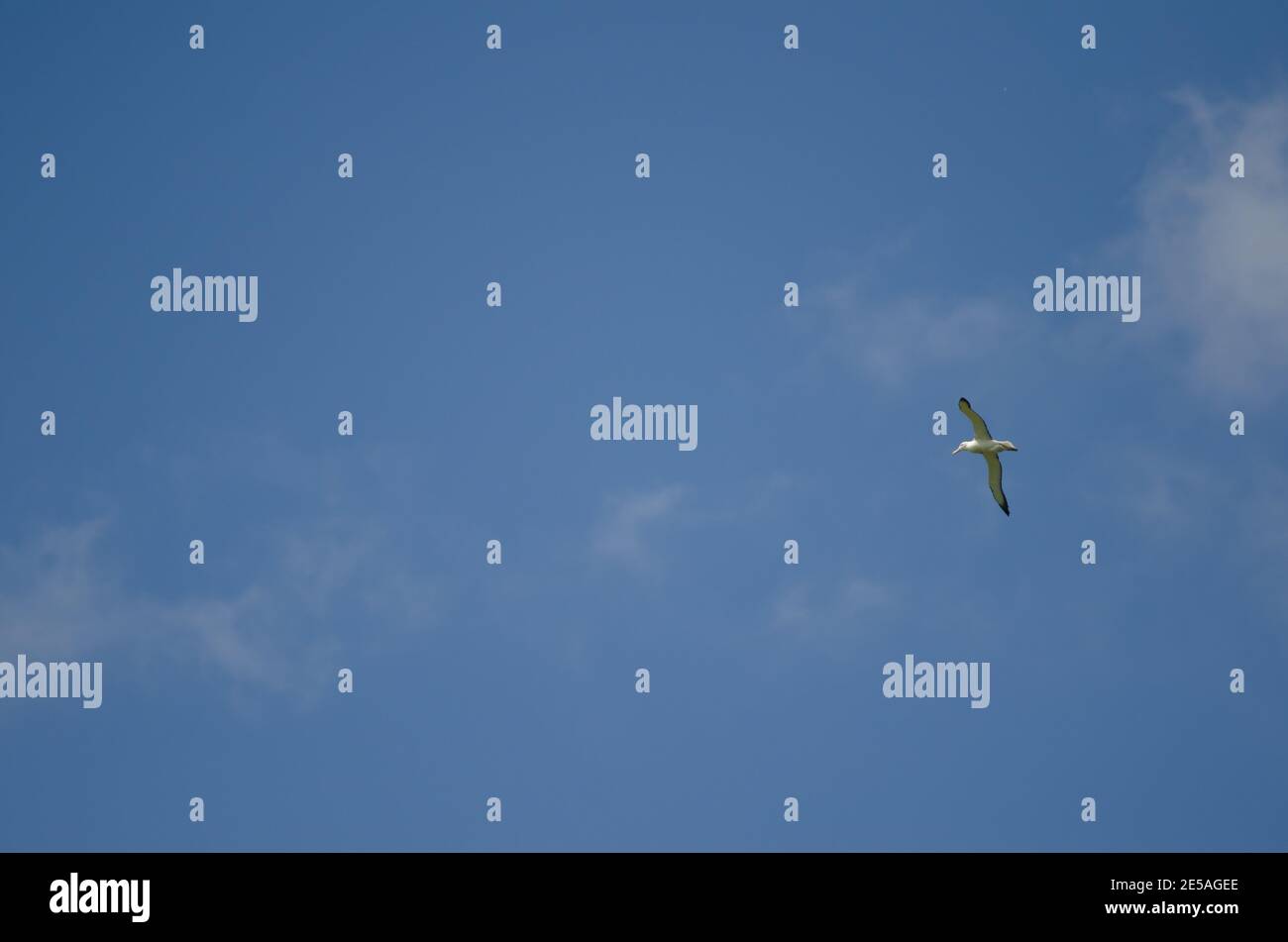 Taiaroa head wildlife reserve hi-res stock photography and images - Alamy