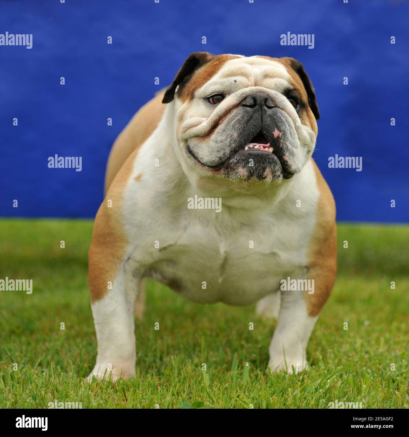British bull dog show hi-res stock photography and images - Alamy