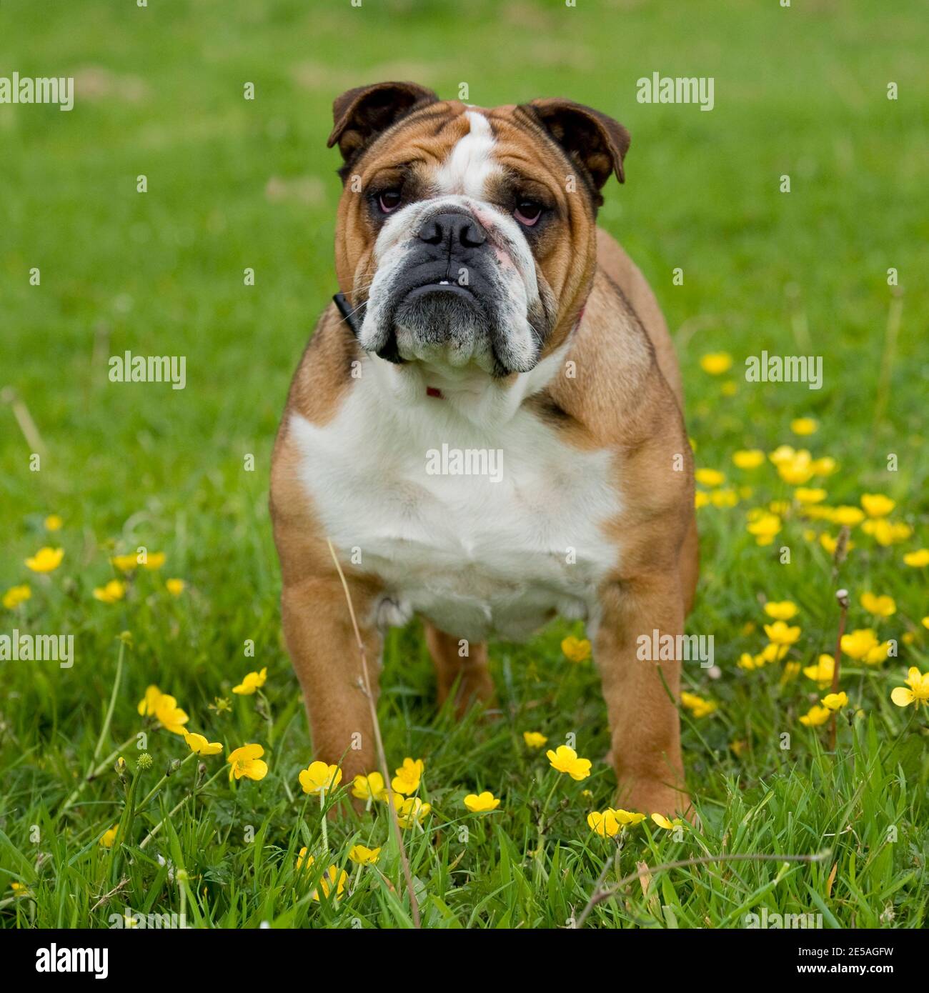 Bulldog grumpy hi-res stock photography and images - Alamy