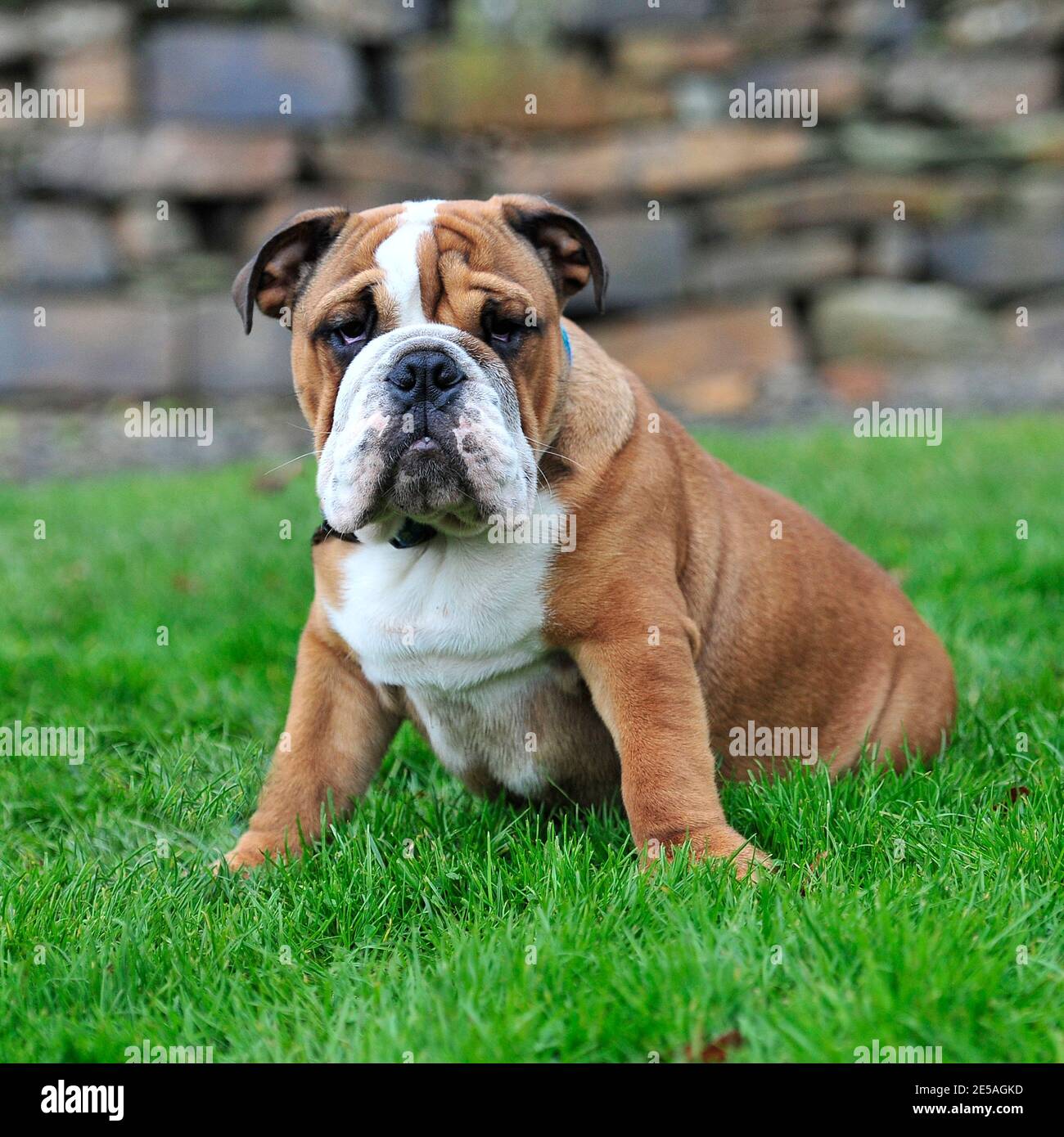 Bulldog sitting side view hi-res stock photography and images - Alamy