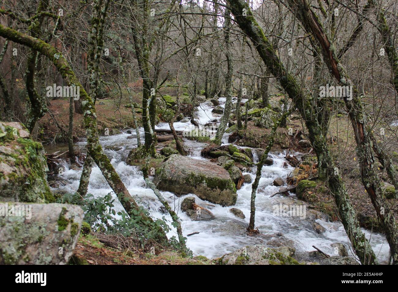Beautiful view of a river flows over rocks through the woods Stock ...