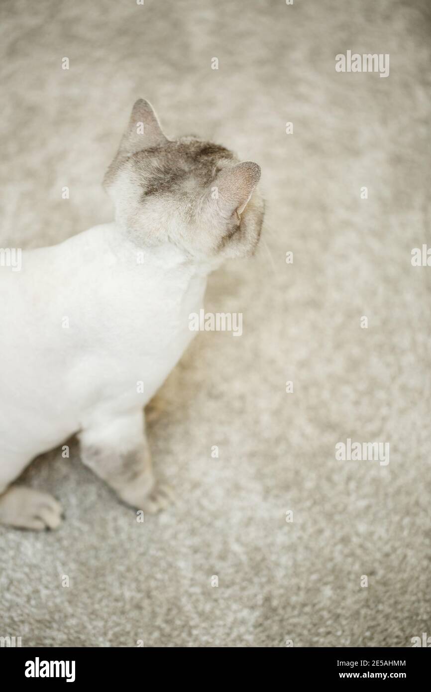 Domestic cat shaved fur on hi-res stock photography and images - Alamy