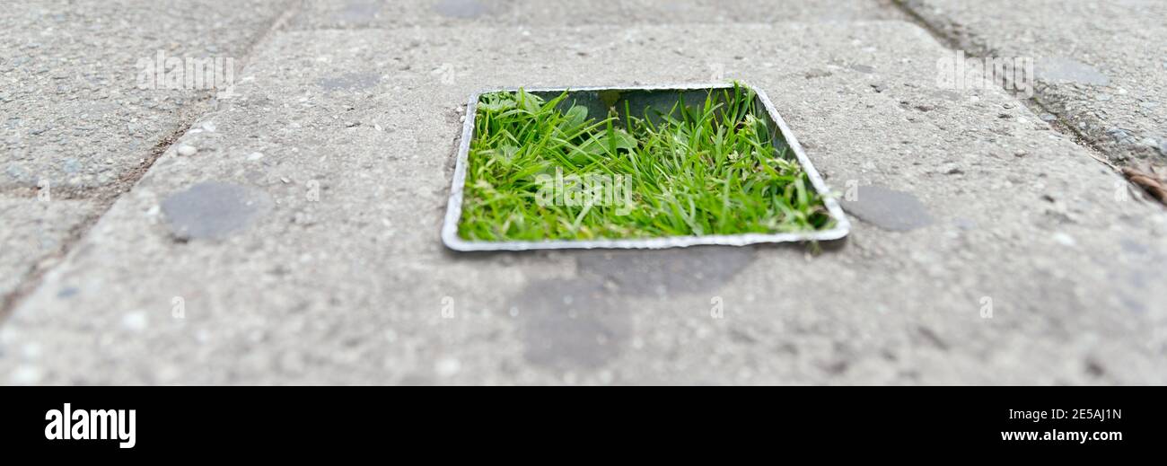 Concrete square vegetation. Urban gardening, environment and ecology ...