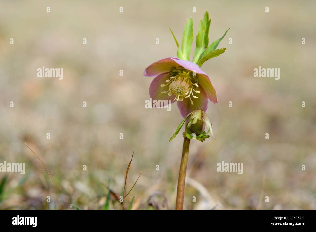 Early spring forest blooms hellebores, Helleborus purpurascens. Purple ...