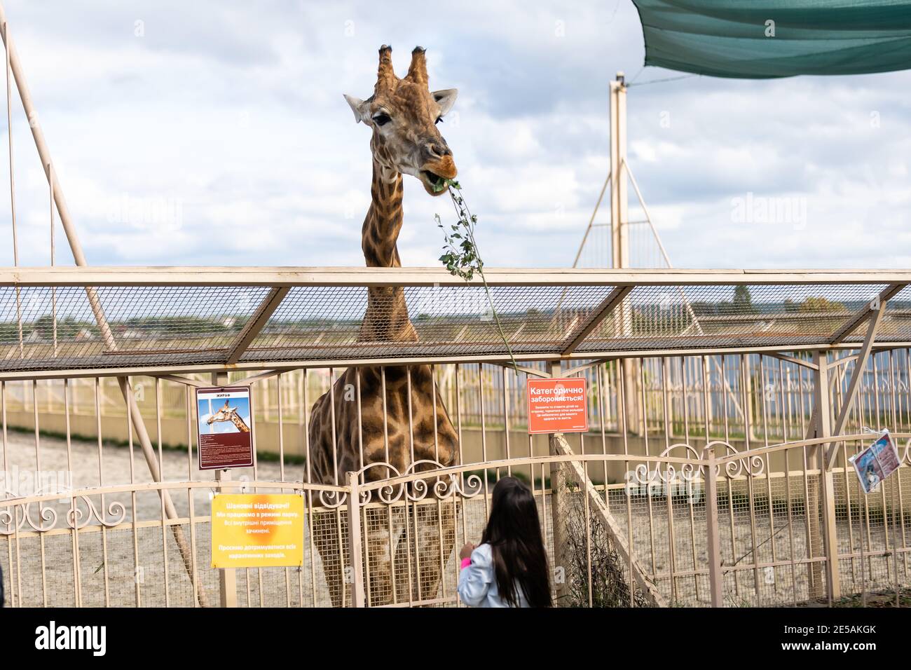 Hand feeding a giraffe hi-res stock photography and images - Alamy