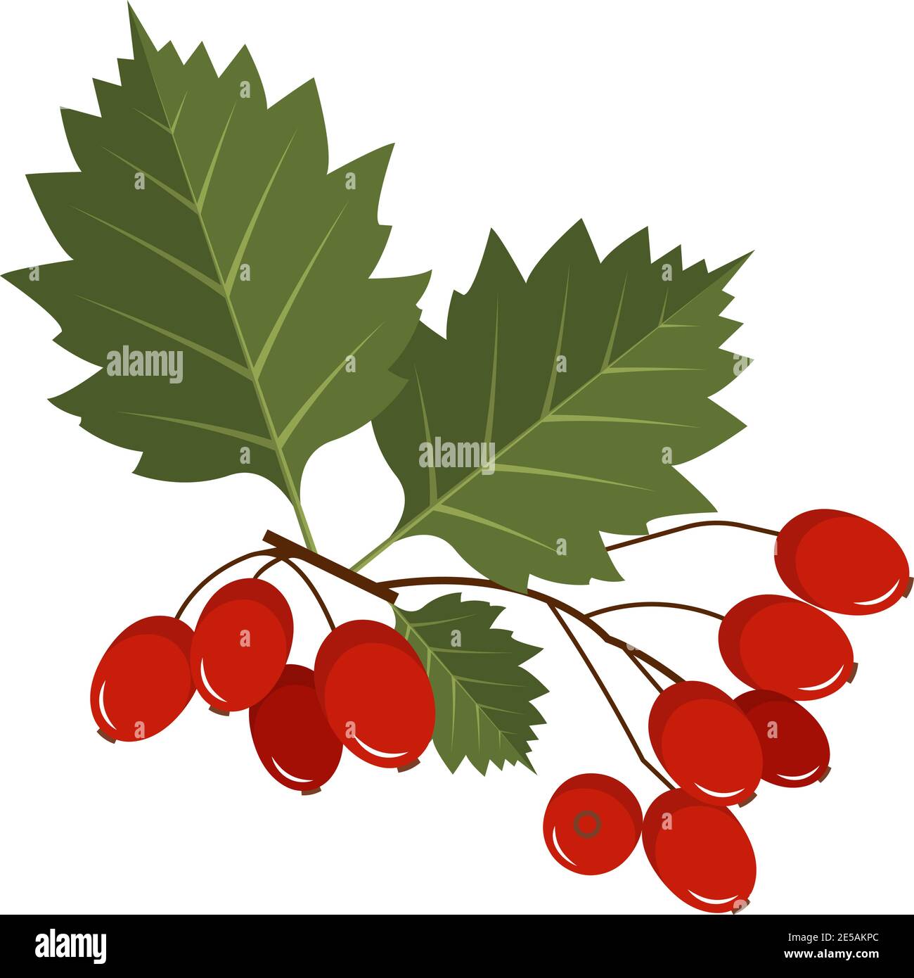 Red hawthorn berries on stem with leaves flat vector icon Stock Vector ...