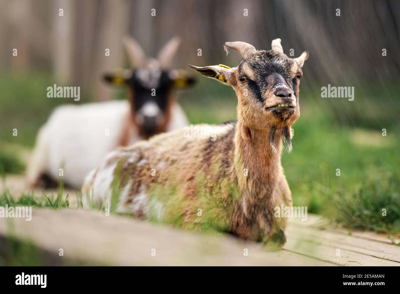 Goat teeth hi-res stock photography and images - Alamy