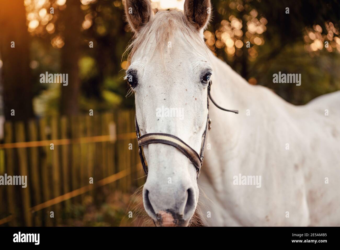 White arabian horse standing on farm ground, blurred fence and trees ...