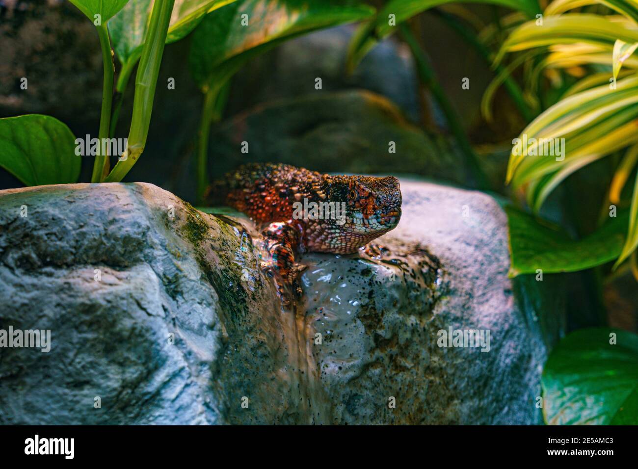 chinese crocodile lizard on rock at waterfall Stock Photo - Alamy