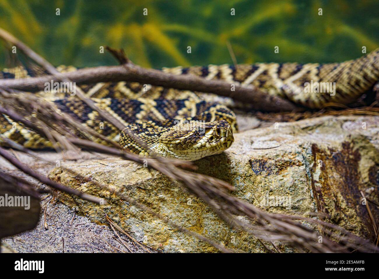 eastern diamondback rattle snake on rock Stock Photo - Alamy