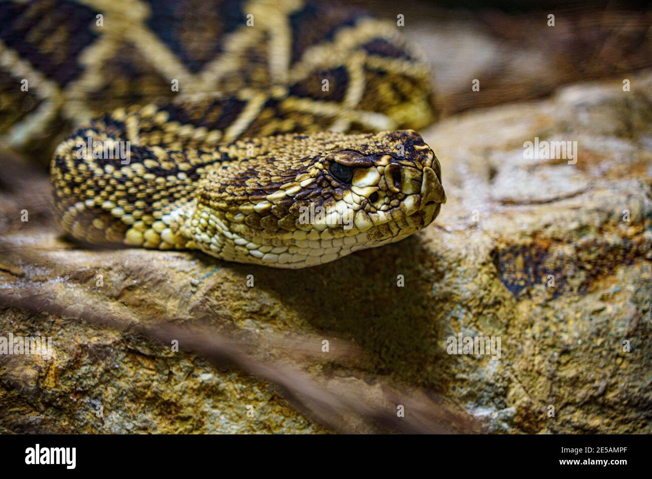 Eastern diamondback snake hi-res stock photography and images - Alamy
