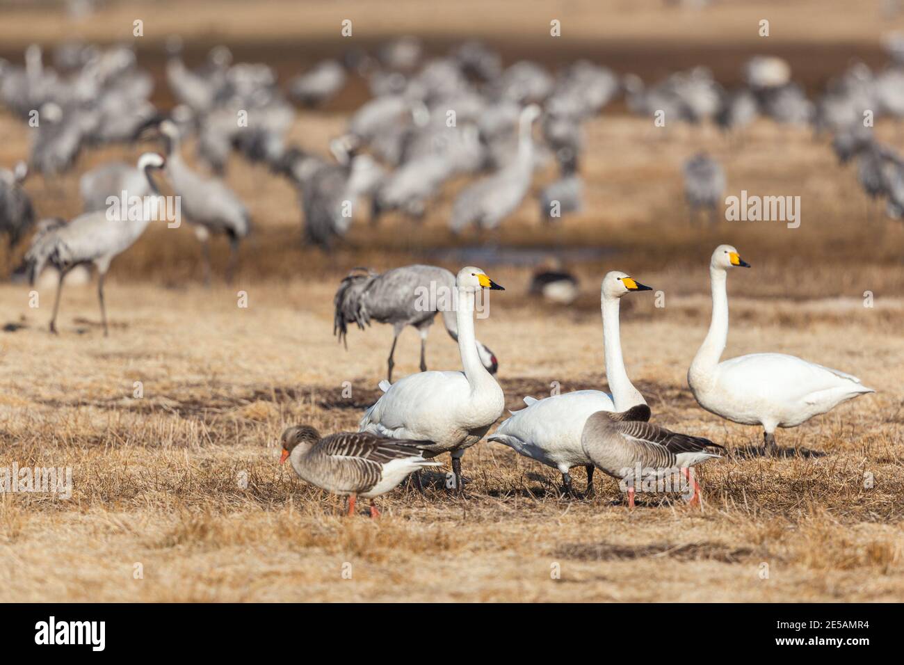 Common cranes resting in hi-res stock photography and images - Alamy
