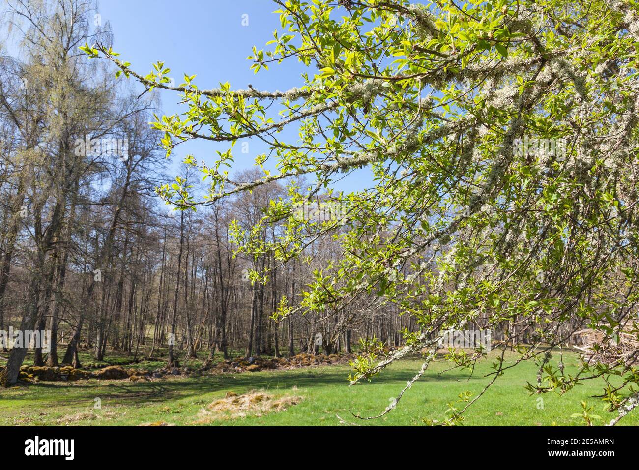 Spring lush green trees in a countryside landscape Stock Photo - Alamy