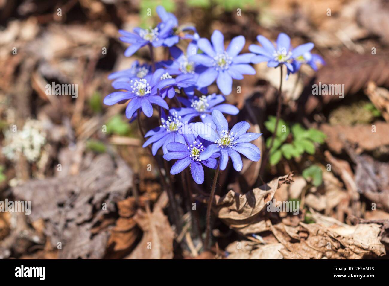 Flowering close up flower hepatica nobilis blue plant hi-res stock ...