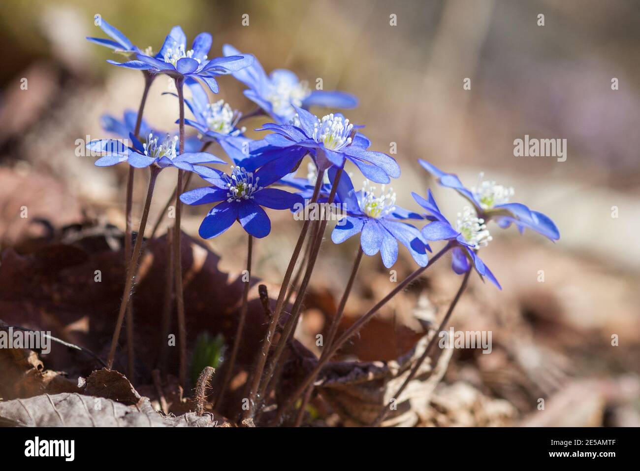 Flowering hepatica in early spring Stock Photo - Alamy