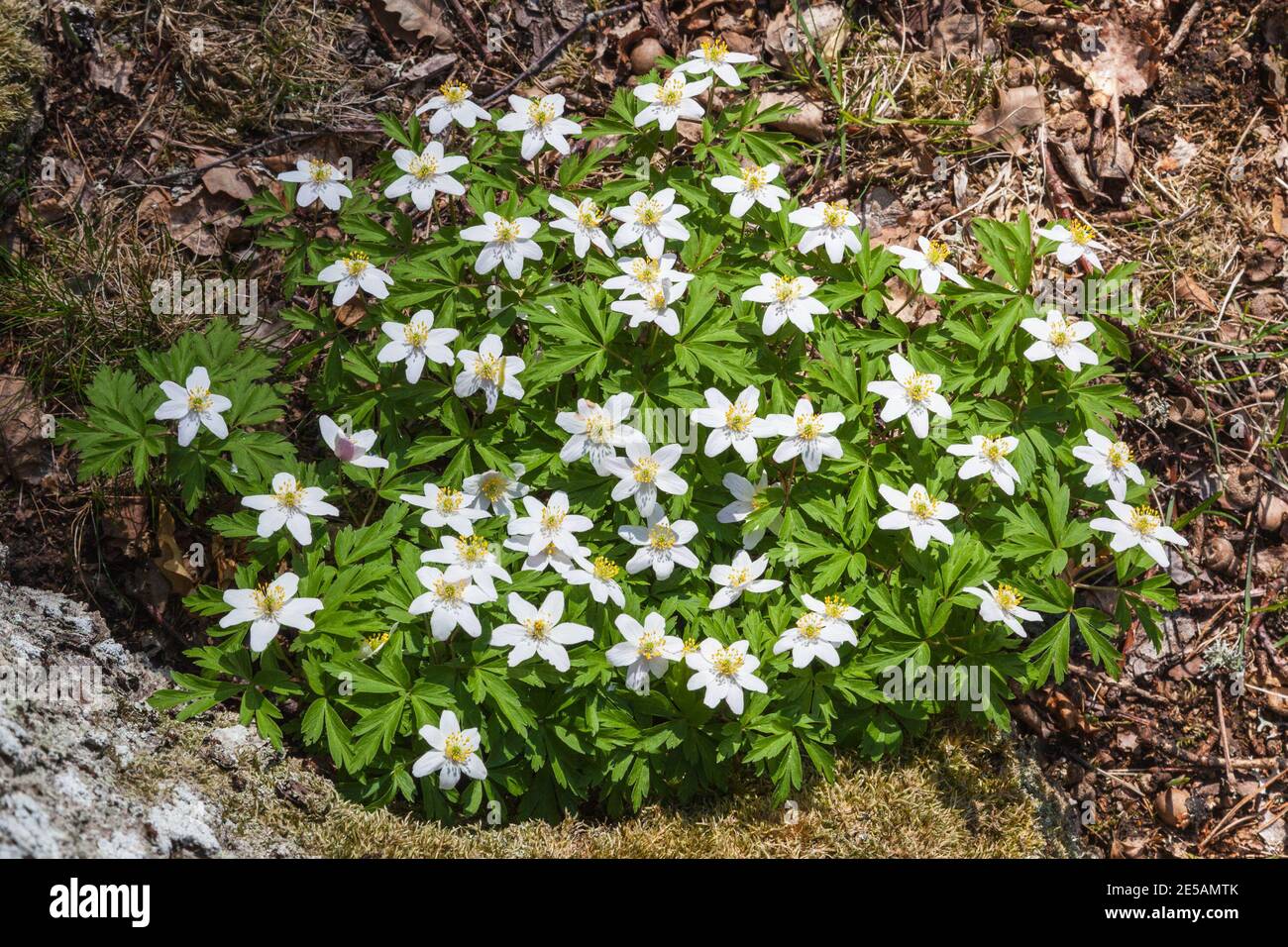 Beautiful view blossom windflowers hi-res stock photography and images ...