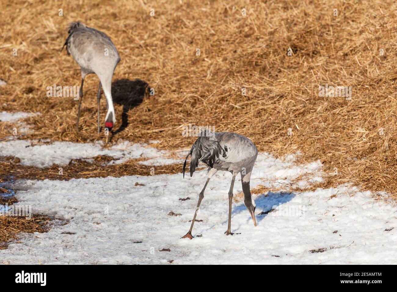 Two cranes in snow hi-res stock photography and images - Alamy