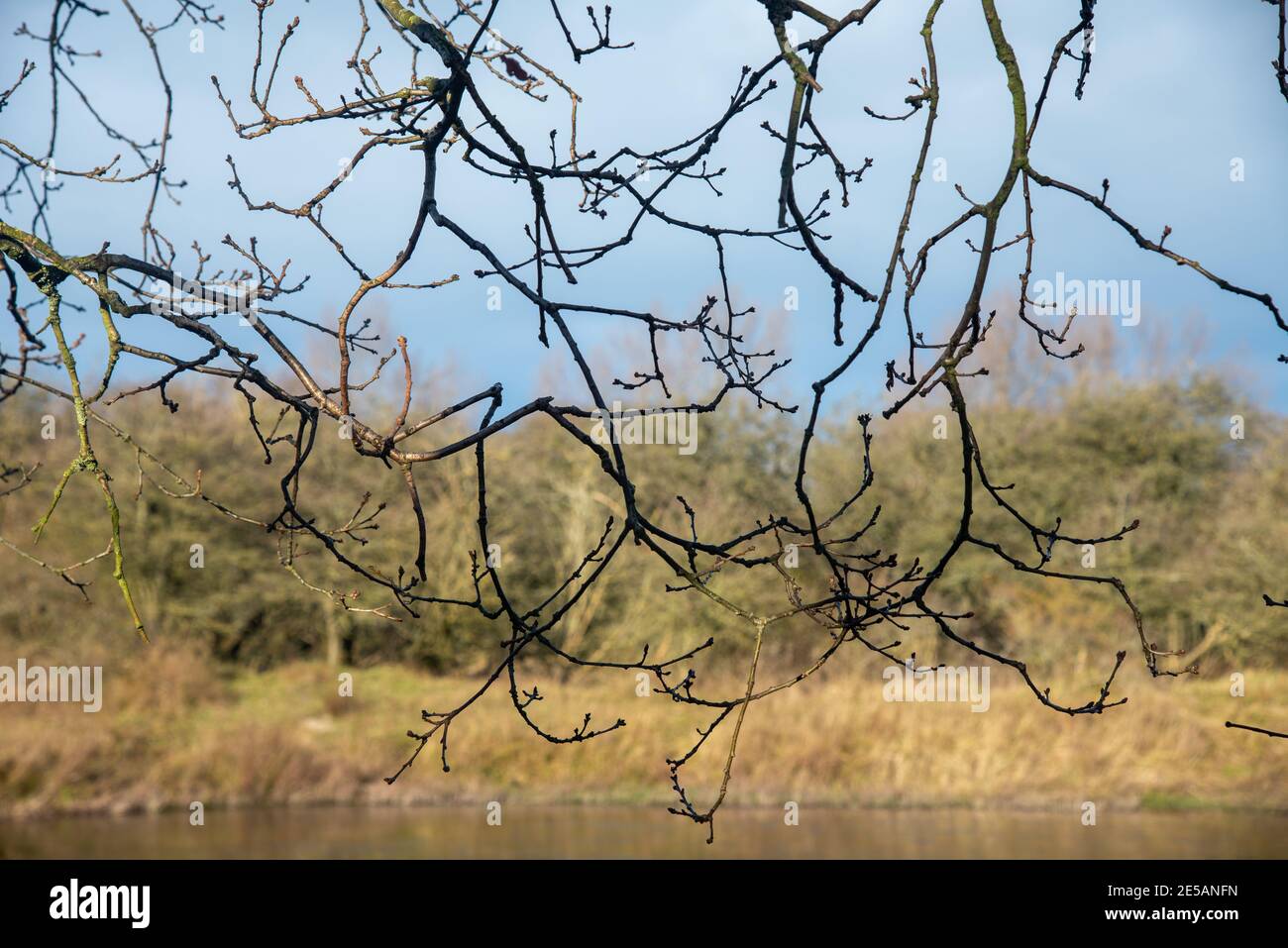 nature at Kijfhoek and Bierlap, two protected area in Meyendel, Holland Stock Photo - Alamy