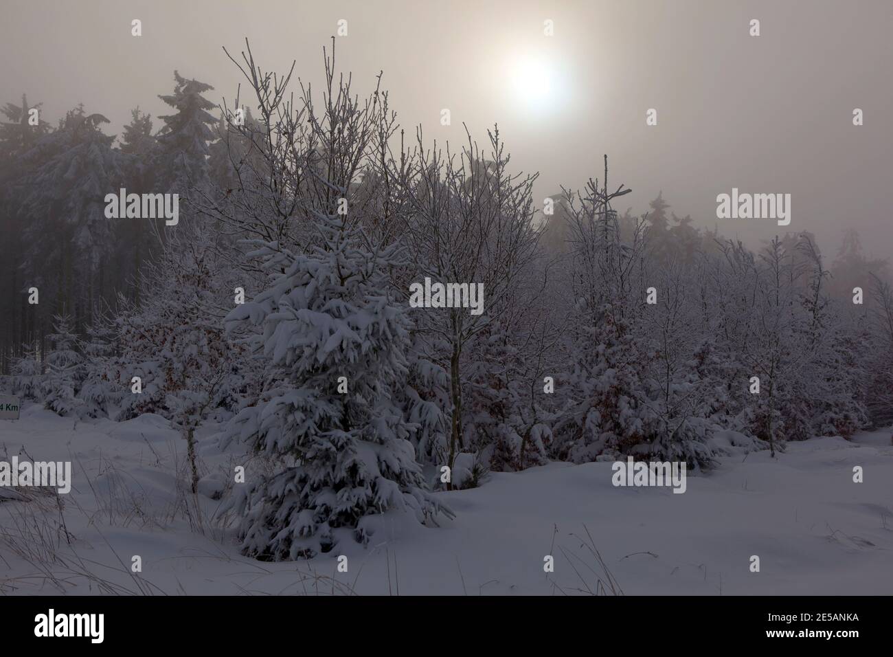 December snow in the forest, near the Baraque Michel area of the Haute ...