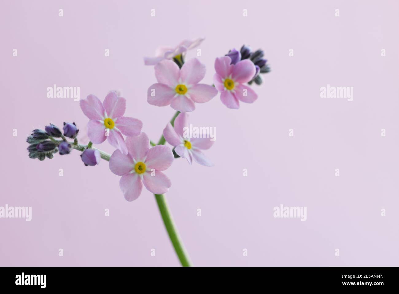 Pink forget me not myosotis hi-res stock photography and images - Alamy