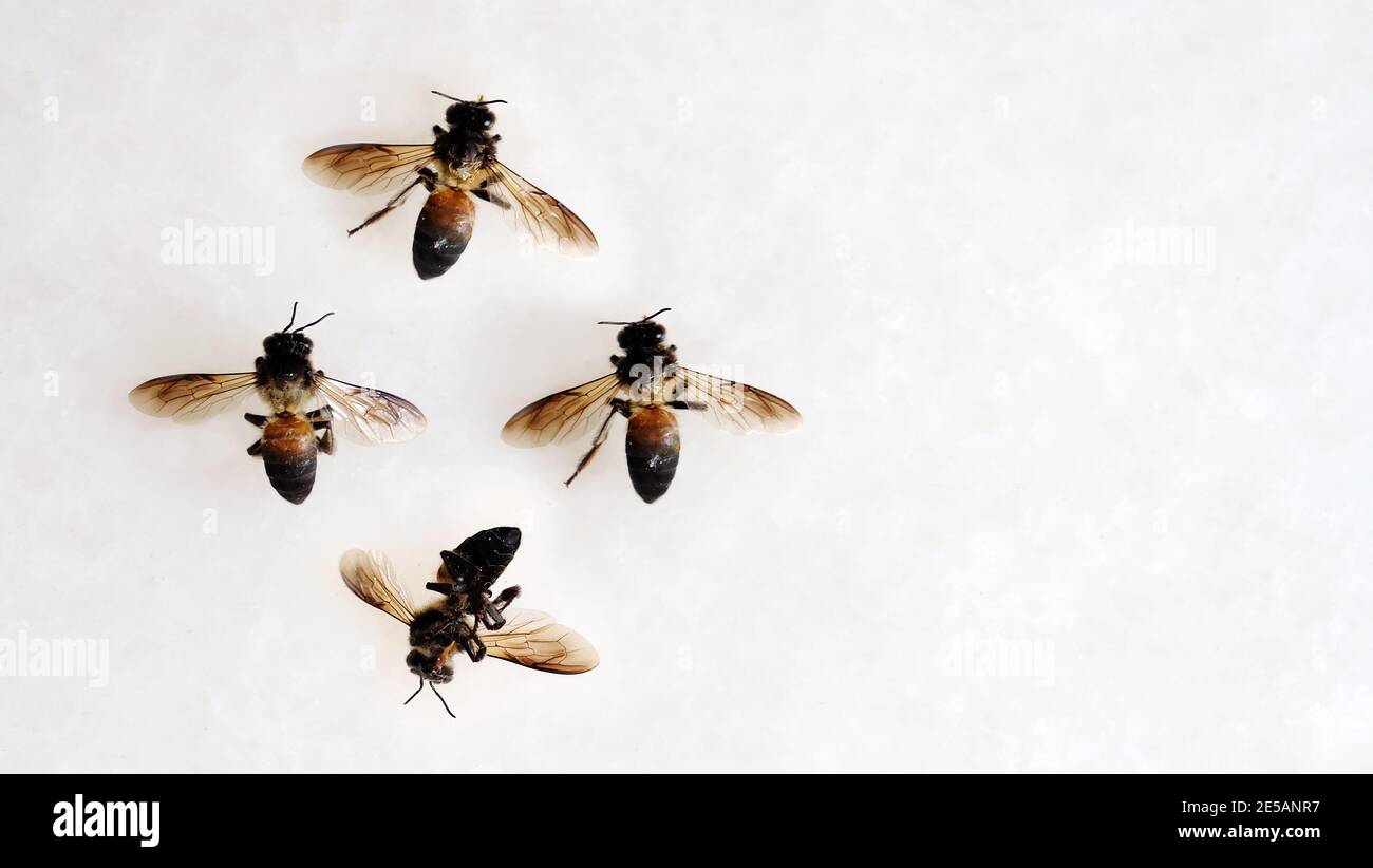 Top view of four dead honey bee on a white marble surface. With copy ...