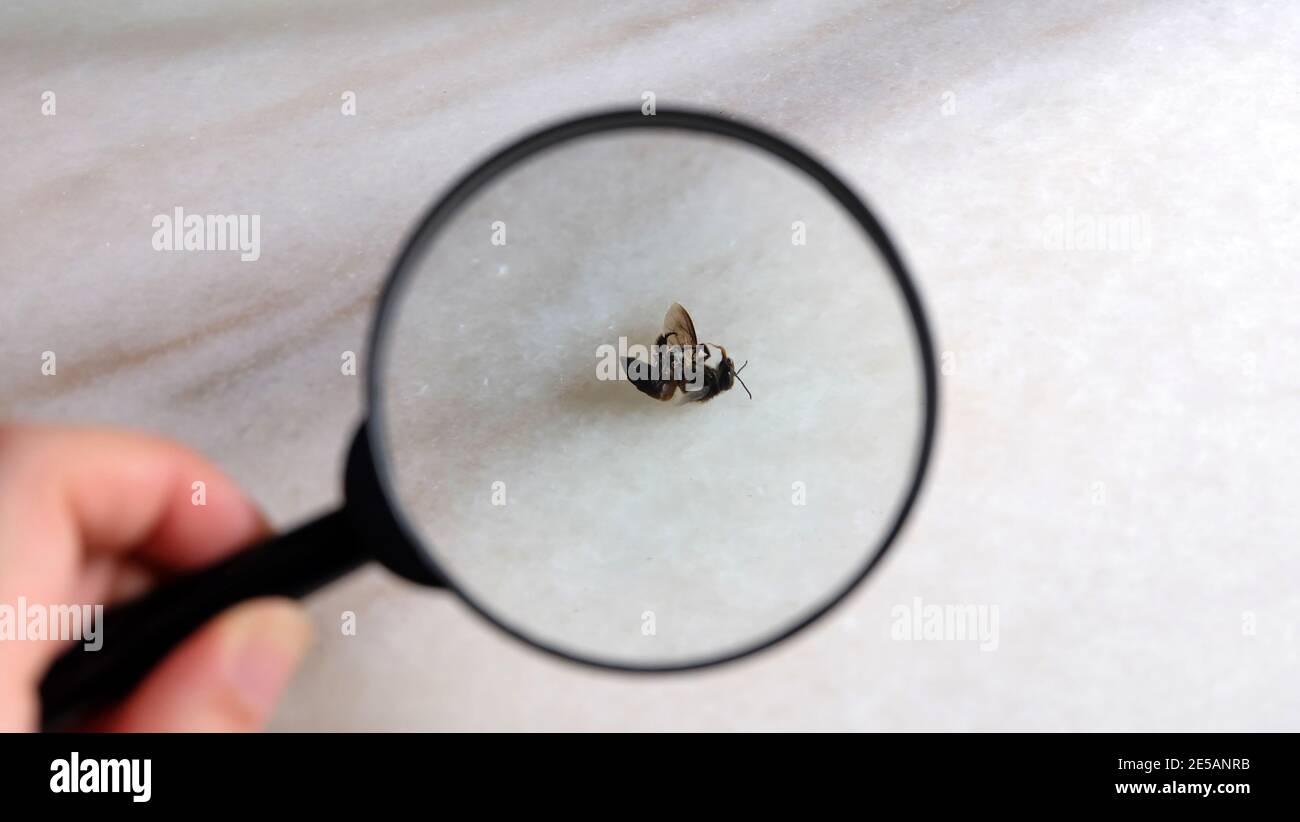 Magnifying glass insect hi-res stock photography and images - Alamy