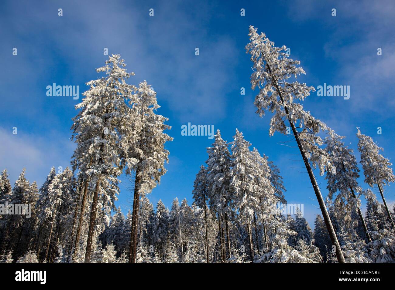December snow in the forest, near the Baraque Michel area of the Haute ...