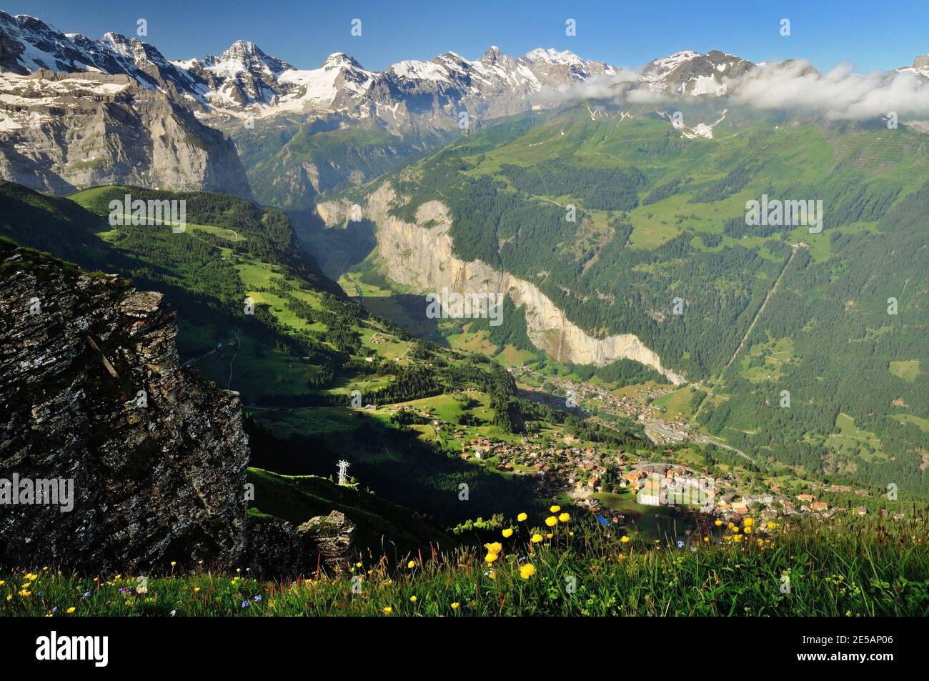 Wildflowers growing at Mannlichen, overlooking the Lauterbrunnen valley ...