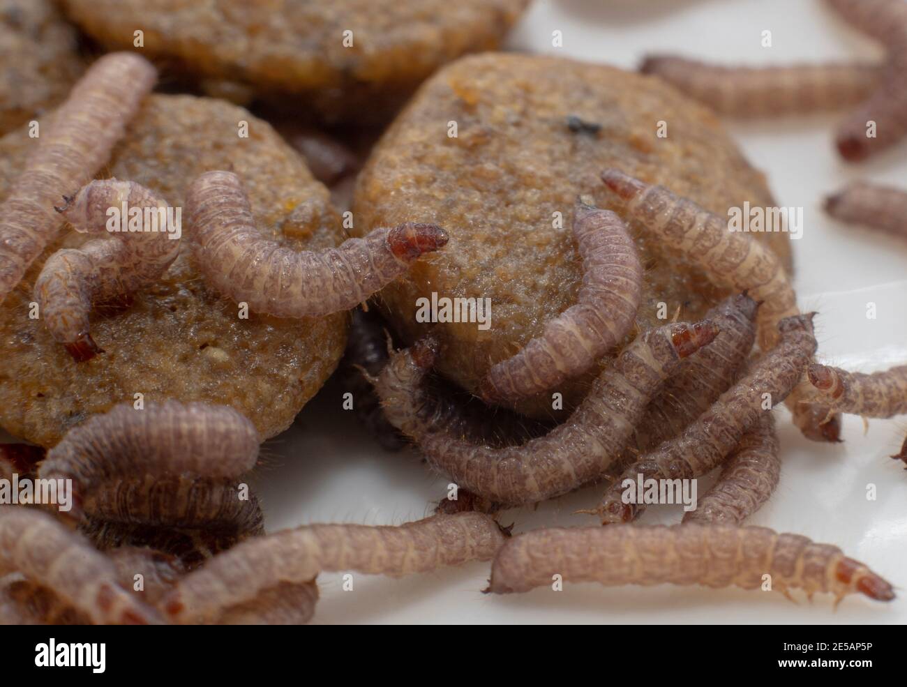 Small white worms fly larvae hi-res stock photography and images - Alamy