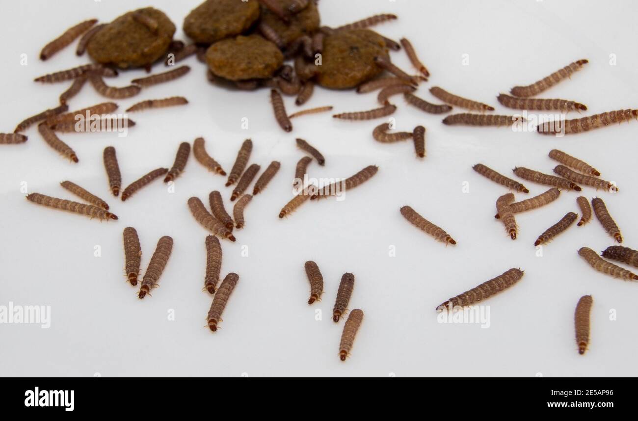 Small white worms fly larvae hi-res stock photography and images - Alamy