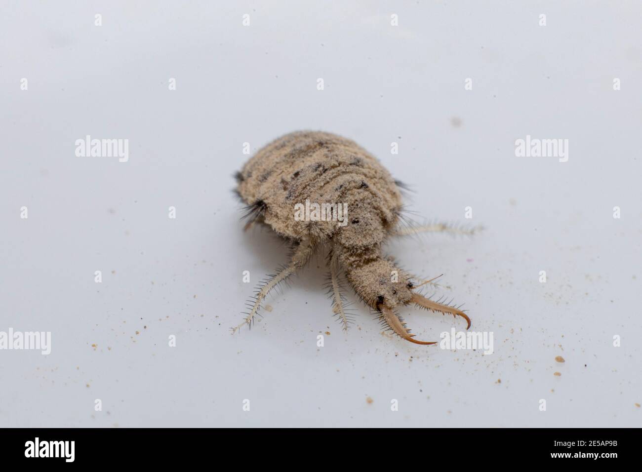 A small larvae from the Antlion insect Stock Photo - Alamy