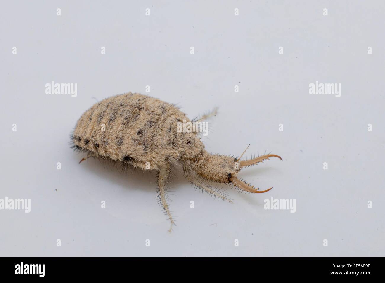 Antlion larva hi-res stock photography and images - Alamy