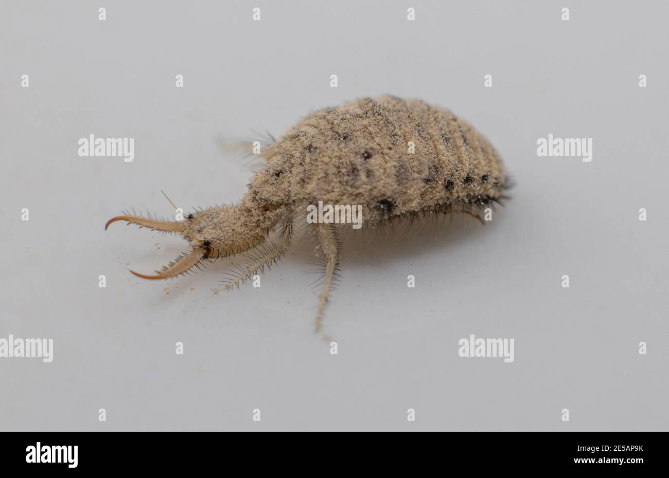 A small larvae from the Antlion insect Stock Photo - Alamy