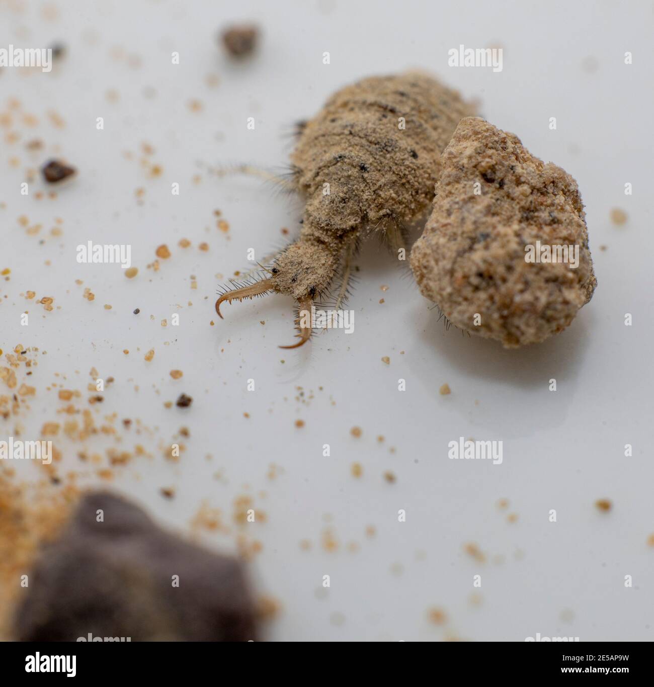 A small larvae from the Antlion insect Stock Photo - Alamy