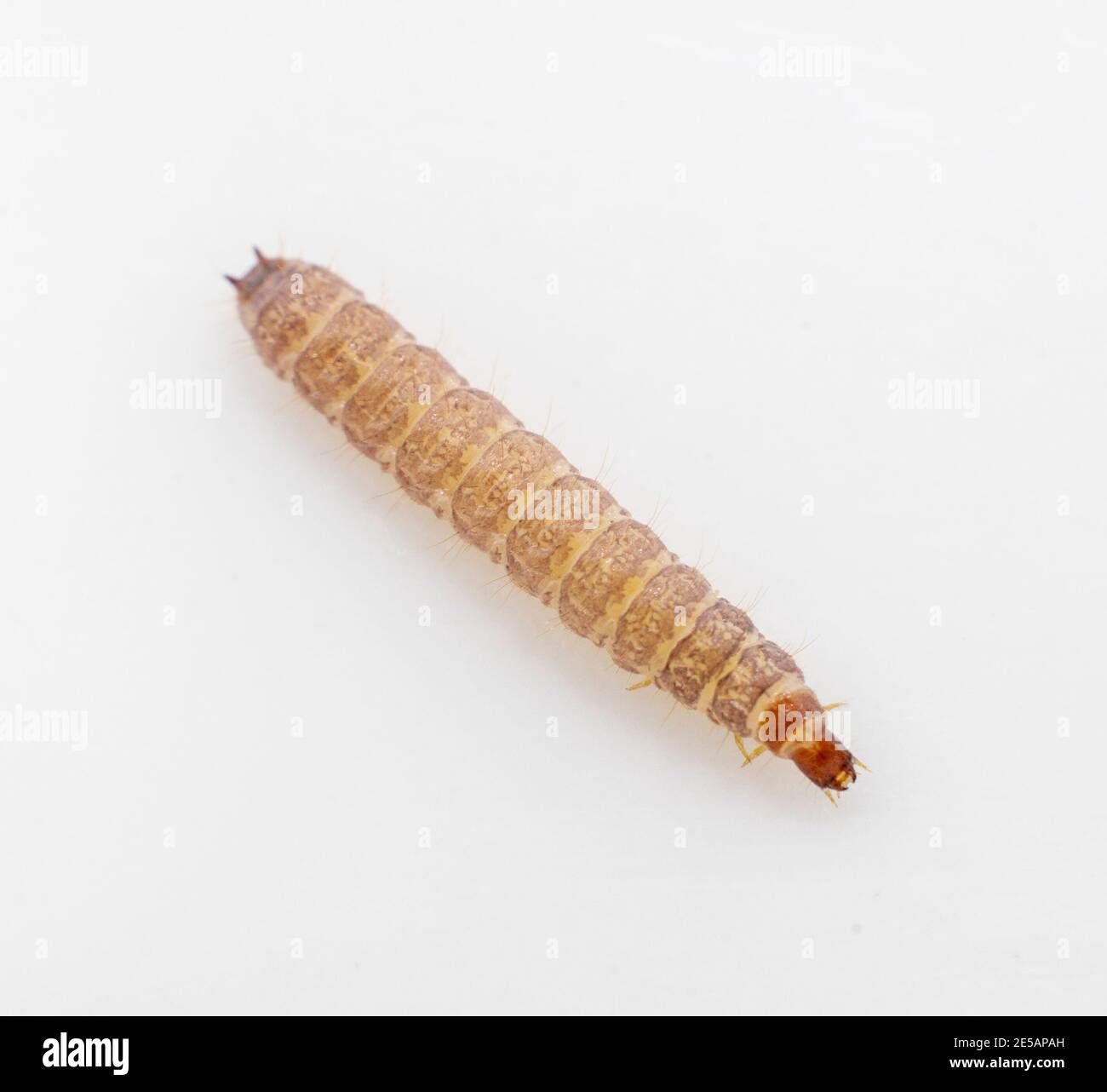 Pinky maggot hi-res stock photography and images - Alamy