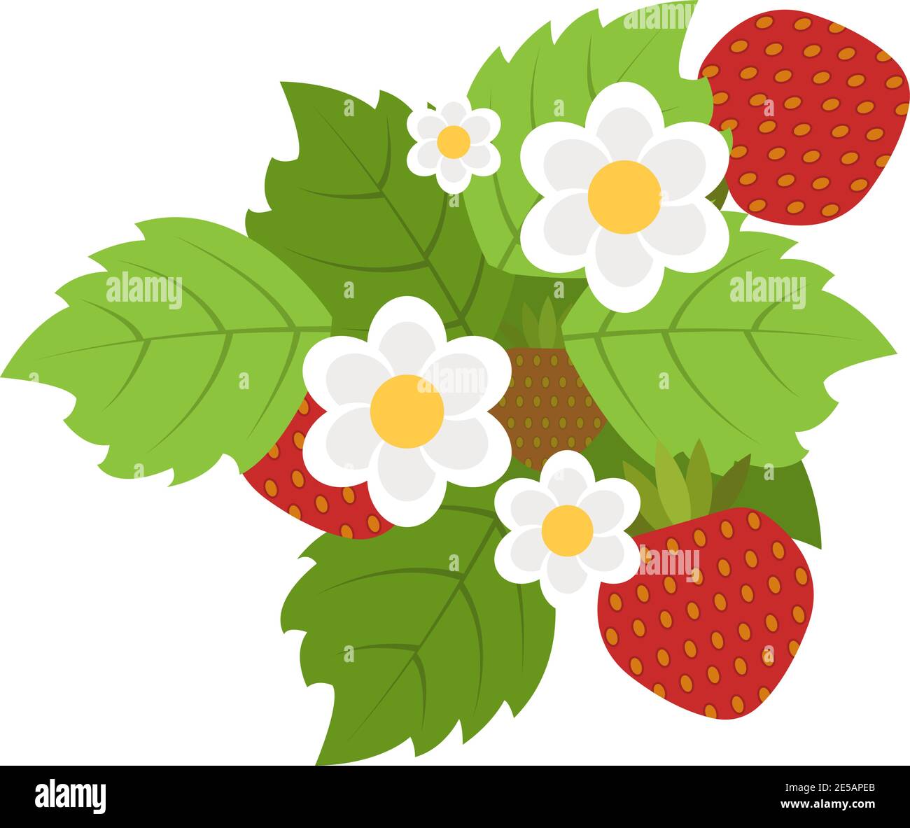 Strawberries plant with flower Stock Vector Images - Alamy