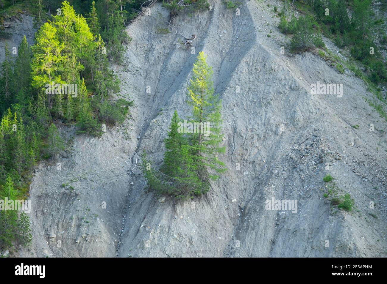 An eroded steep slope with last vegetation and coniferous trees Stock ...
