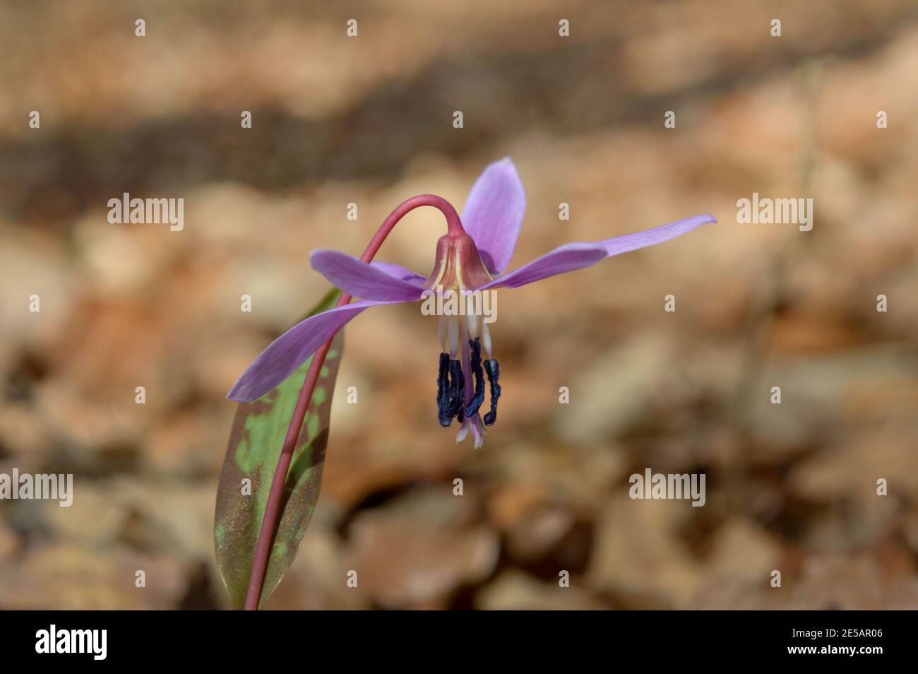 Dogtooth violet or the dogs tooth violet, late winter or early spring ...