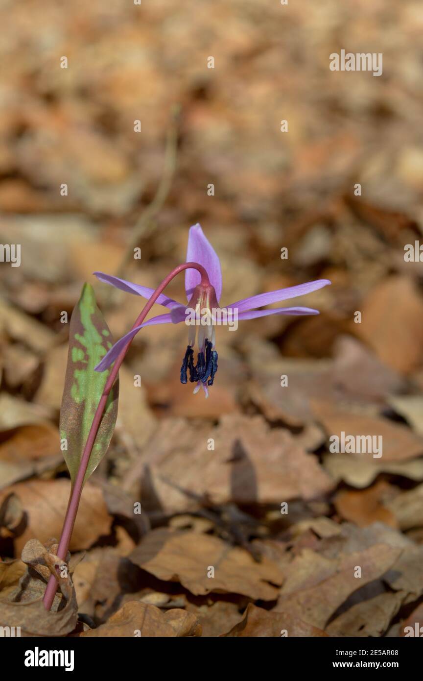 Dogtooth violet or the dogs tooth violet, late winter or early spring ...