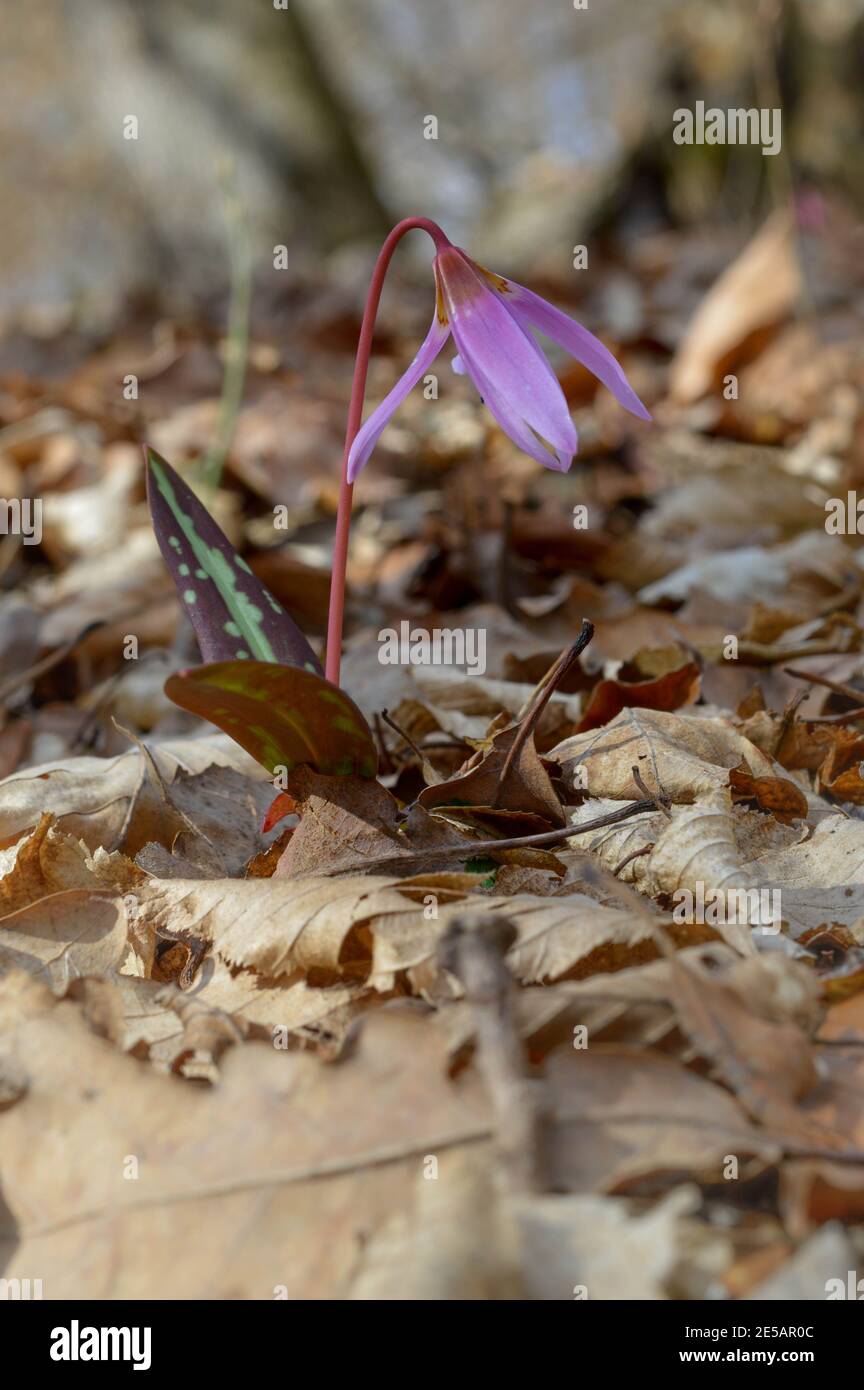 Dogtooth violet or the dogs tooth violet, late winter or early spring ...