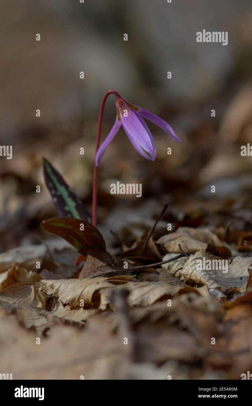 Dogtooth violet or the dogs tooth violet, late winter or early spring ...