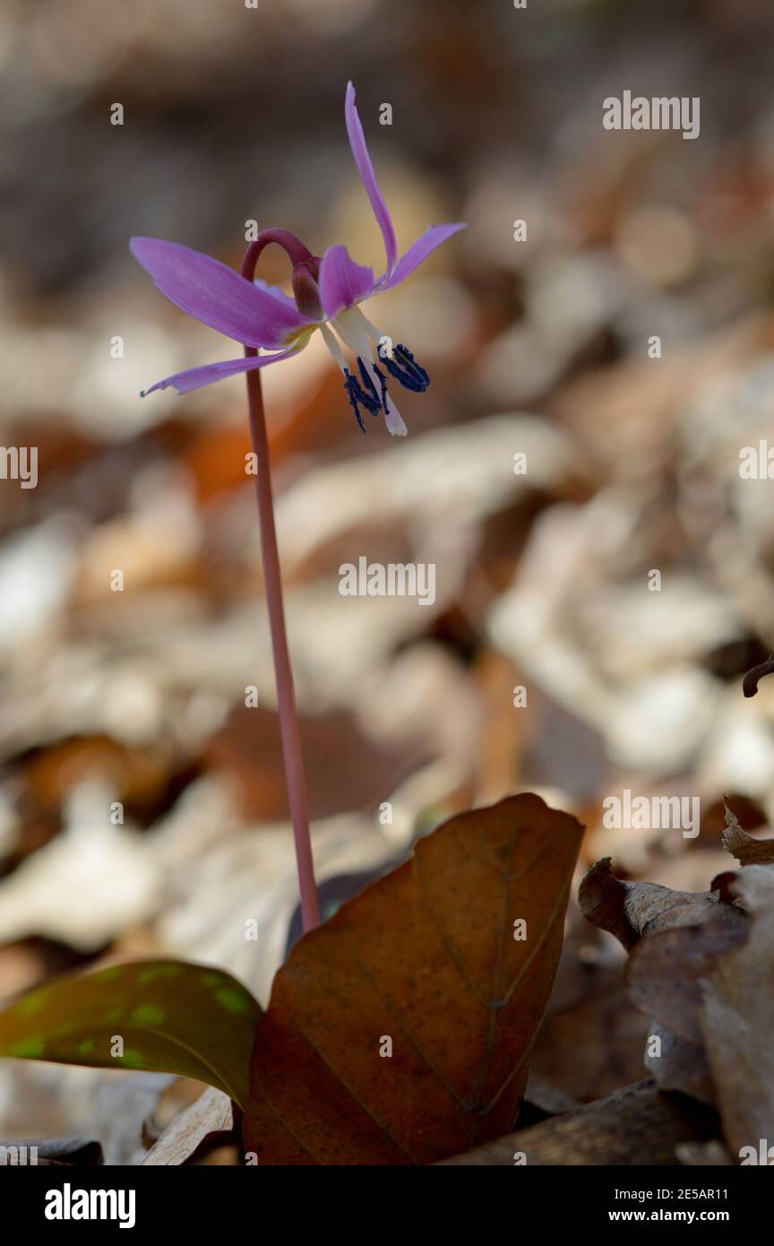 Dogtooth violet or the dogs tooth violet, late winter or early spring ...