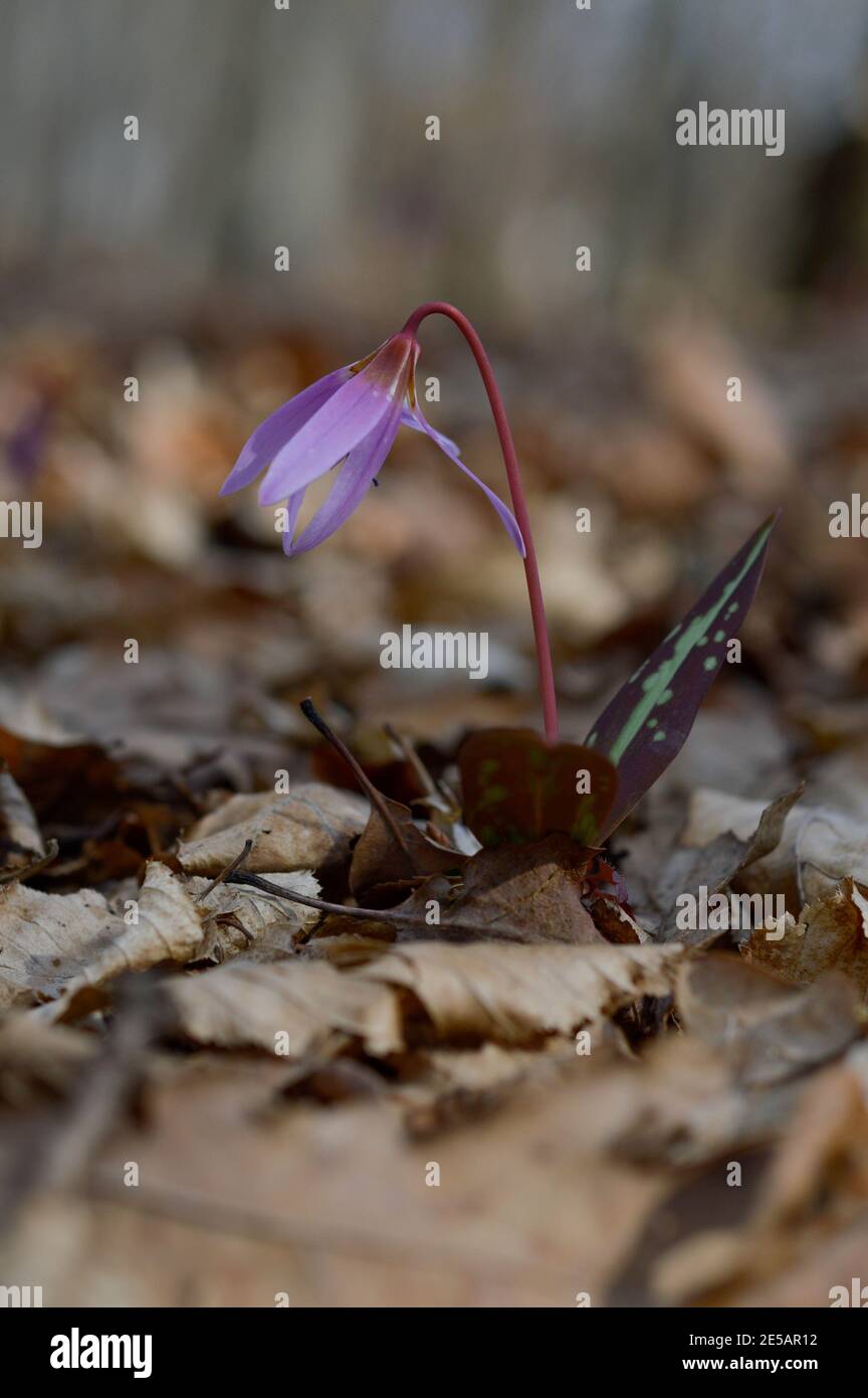 Dogtooth violet or the dogs tooth violet, late winter or early spring ...